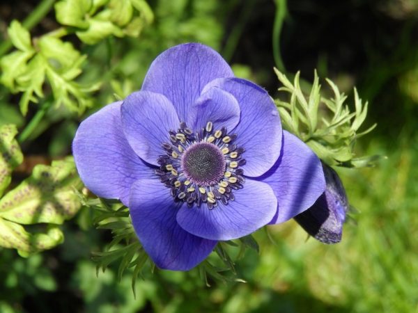 How To Grow Anemones | Winter Garden Landscaping Ideas