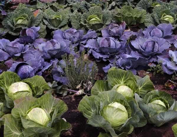 Growing Cabbage In The Cool Fall Season | Garden Season Guide