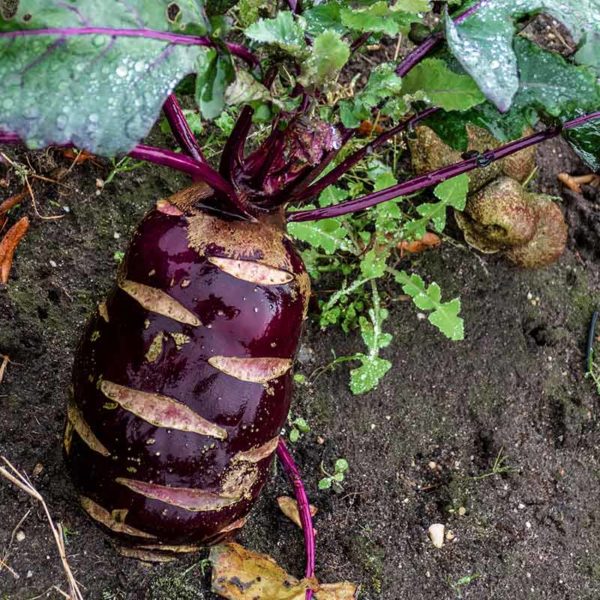 Fall Garden Crops | 21 Fruits And Veggies Perfect To Grow This Season