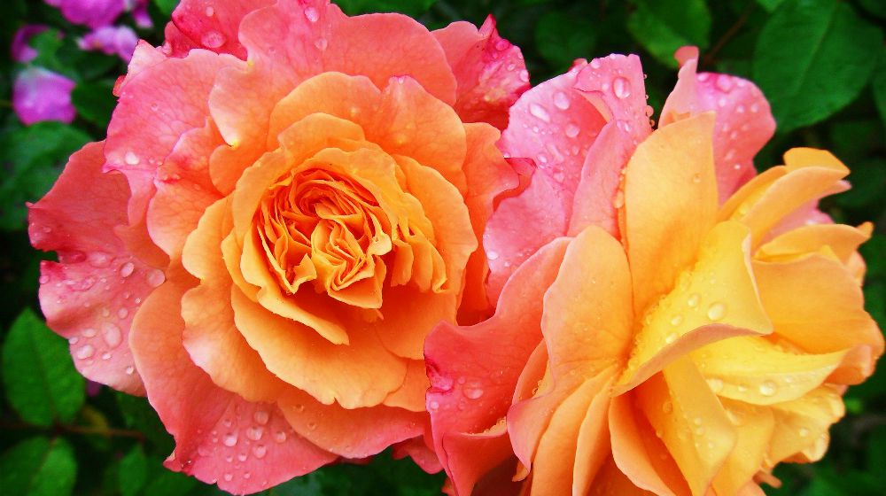 Are There Roses Without Thorns