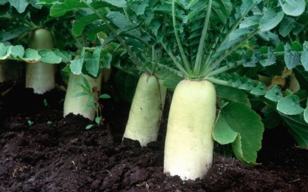 17 Fall Vegetables You Should Start Planting Now | Garden Season