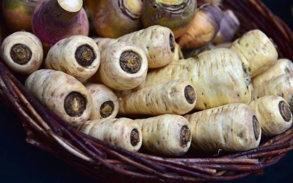 How To Grow Parsnips For A Fresh Fall Harvest | Garden Season